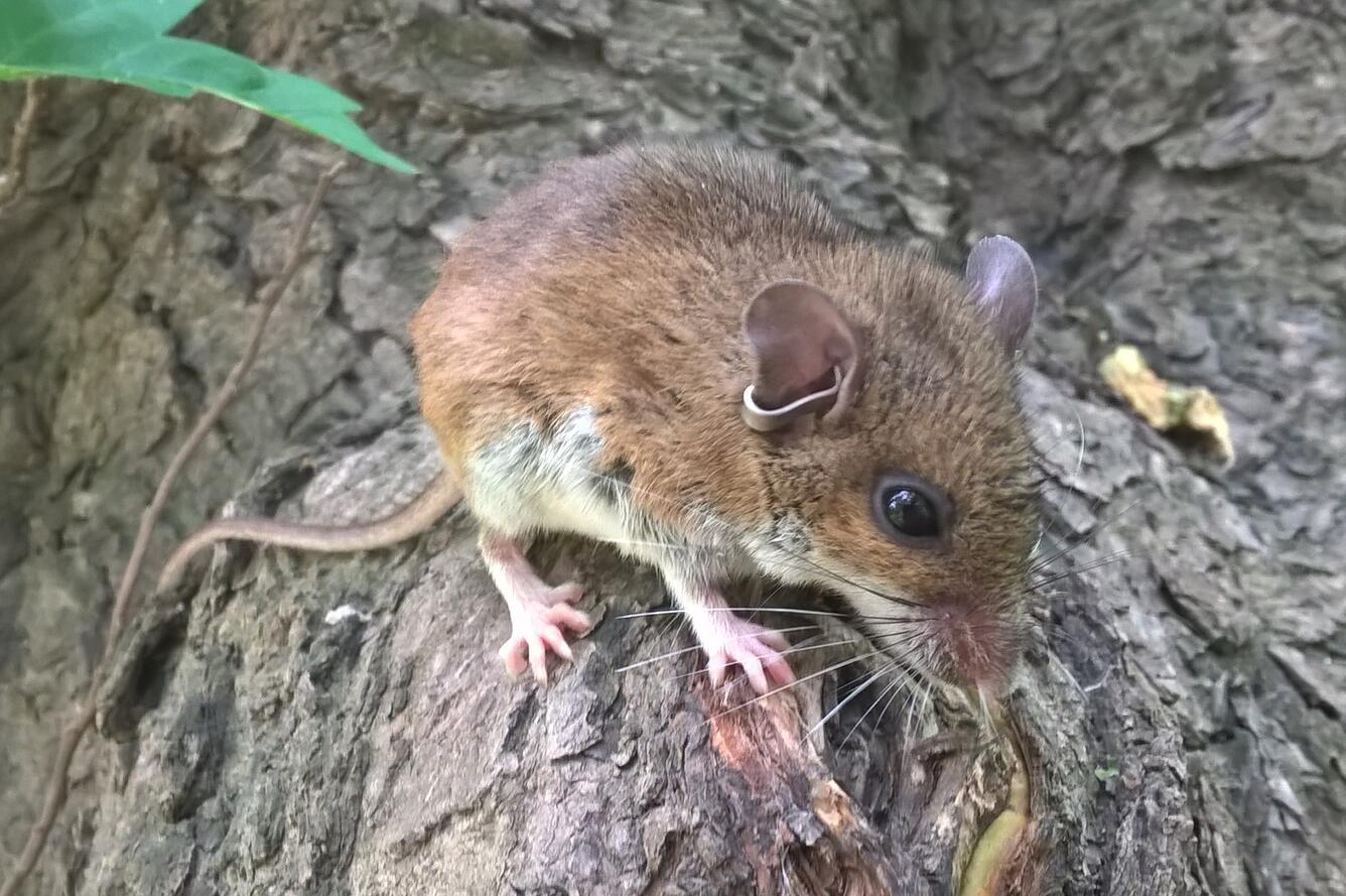 Hantavirus & Deer Mice in Nova Scotia: Safe Cleanup